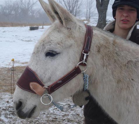 Mule Saddles & Tack: Pack Halter | Jones Gentle Saddle Mules