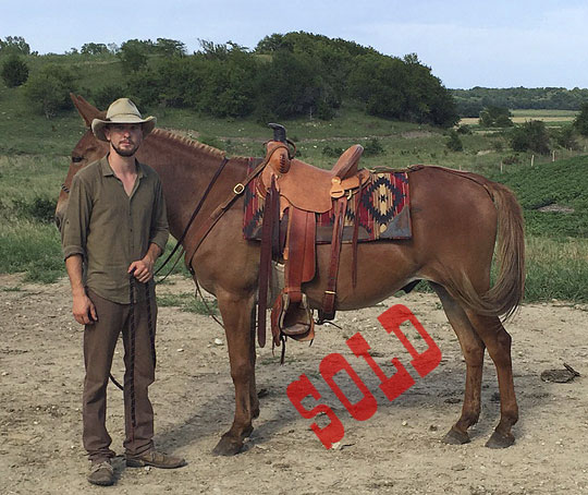 Gallery of our Sold Mules: Drifter – 15 hand horse (john) mule | Jones ...